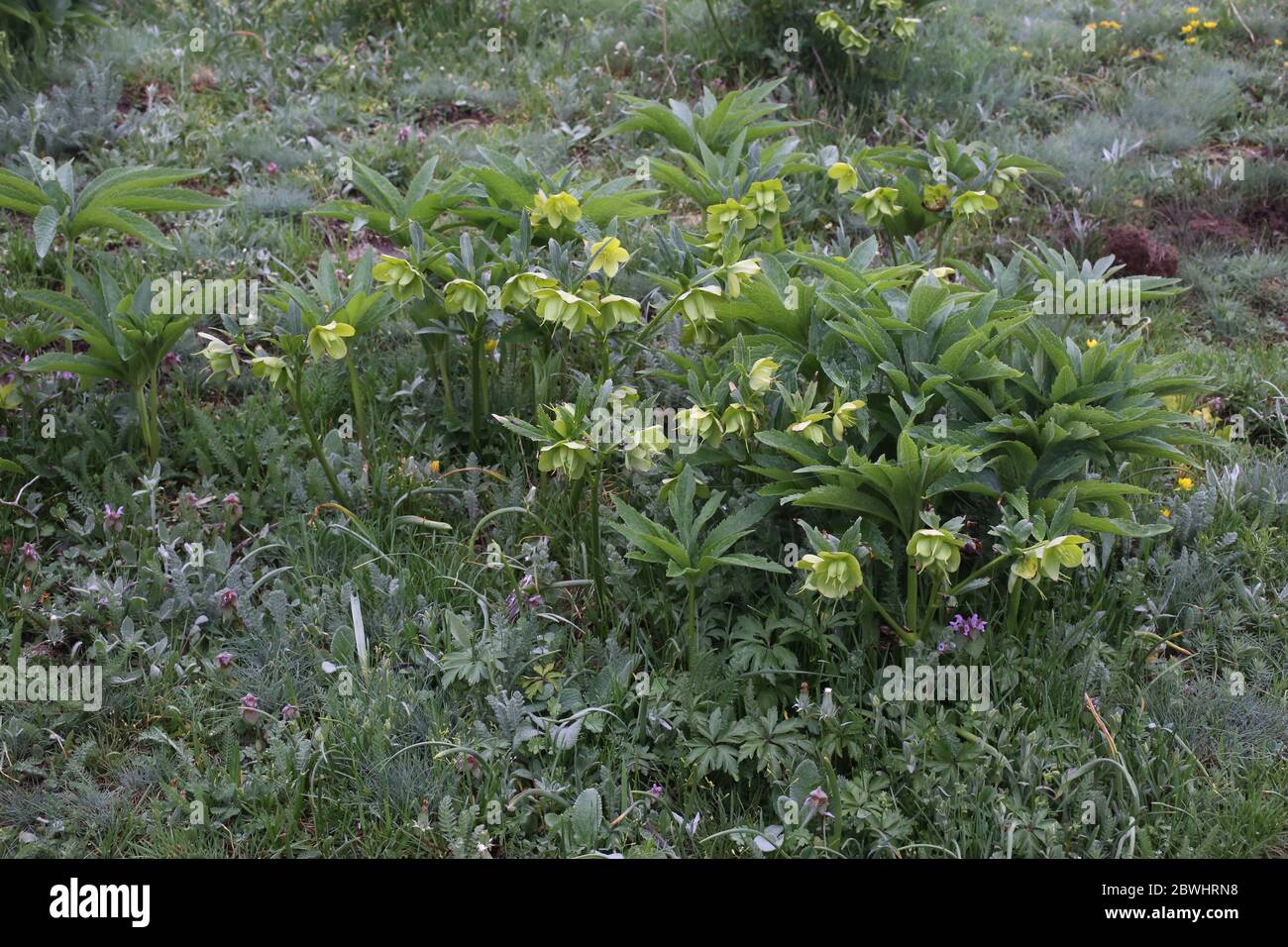 Wild hellebore flower hi-res stock photography and images - Alamy