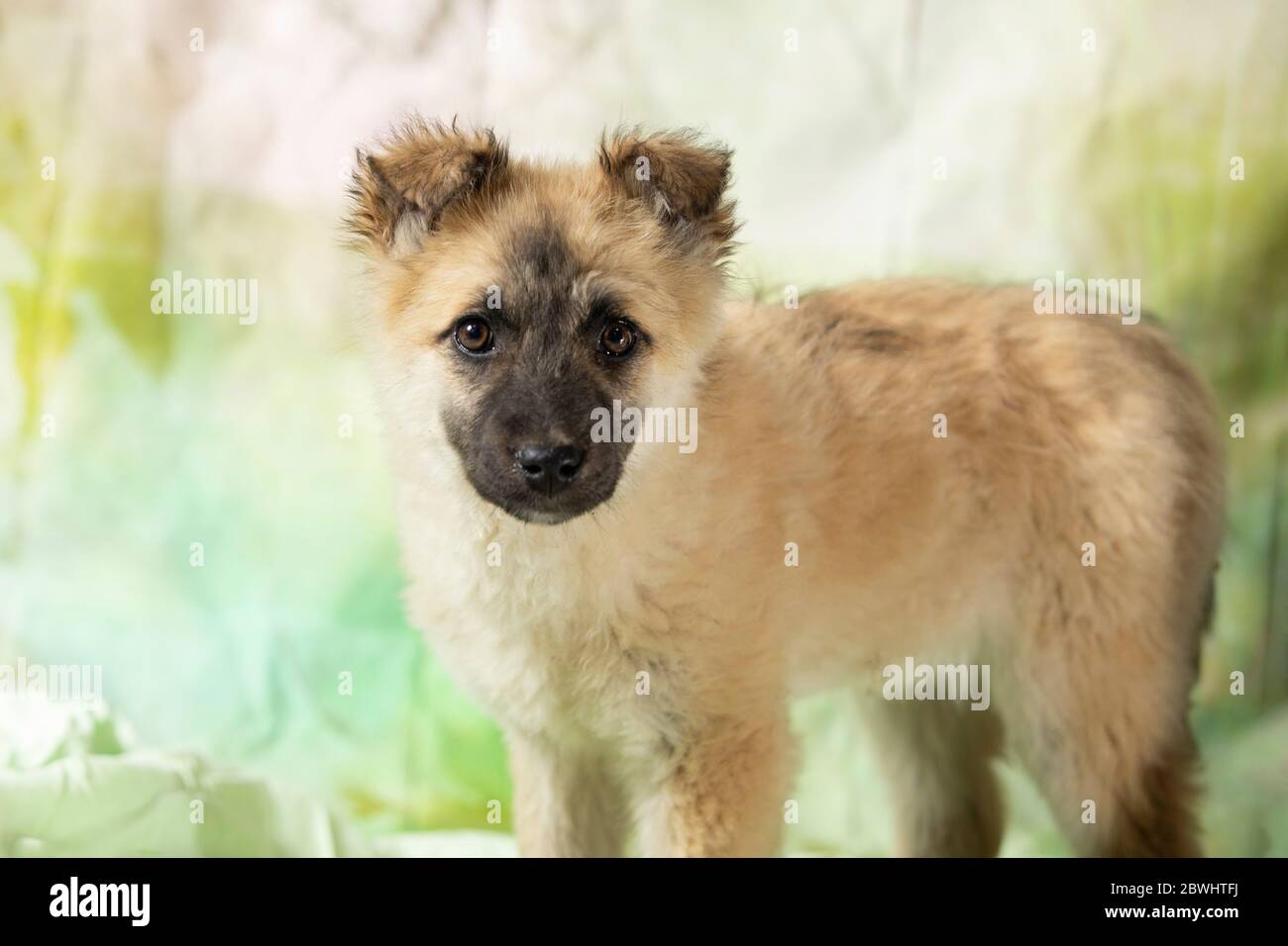 World stray animals day hi-res stock photography and images - Alamy