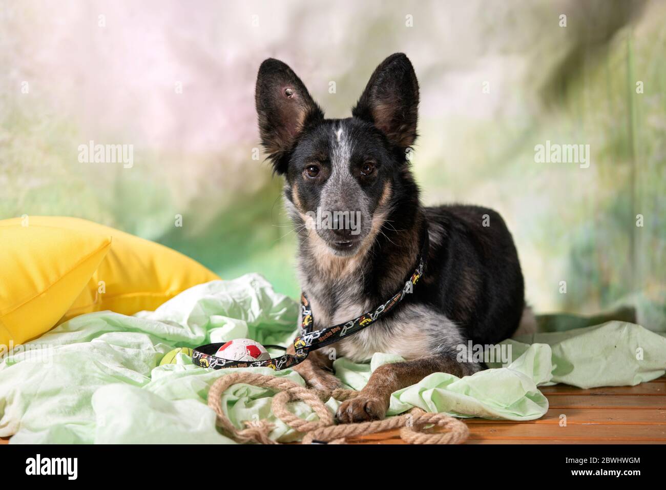 Homeless animals hi-res stock photography and images - Alamy