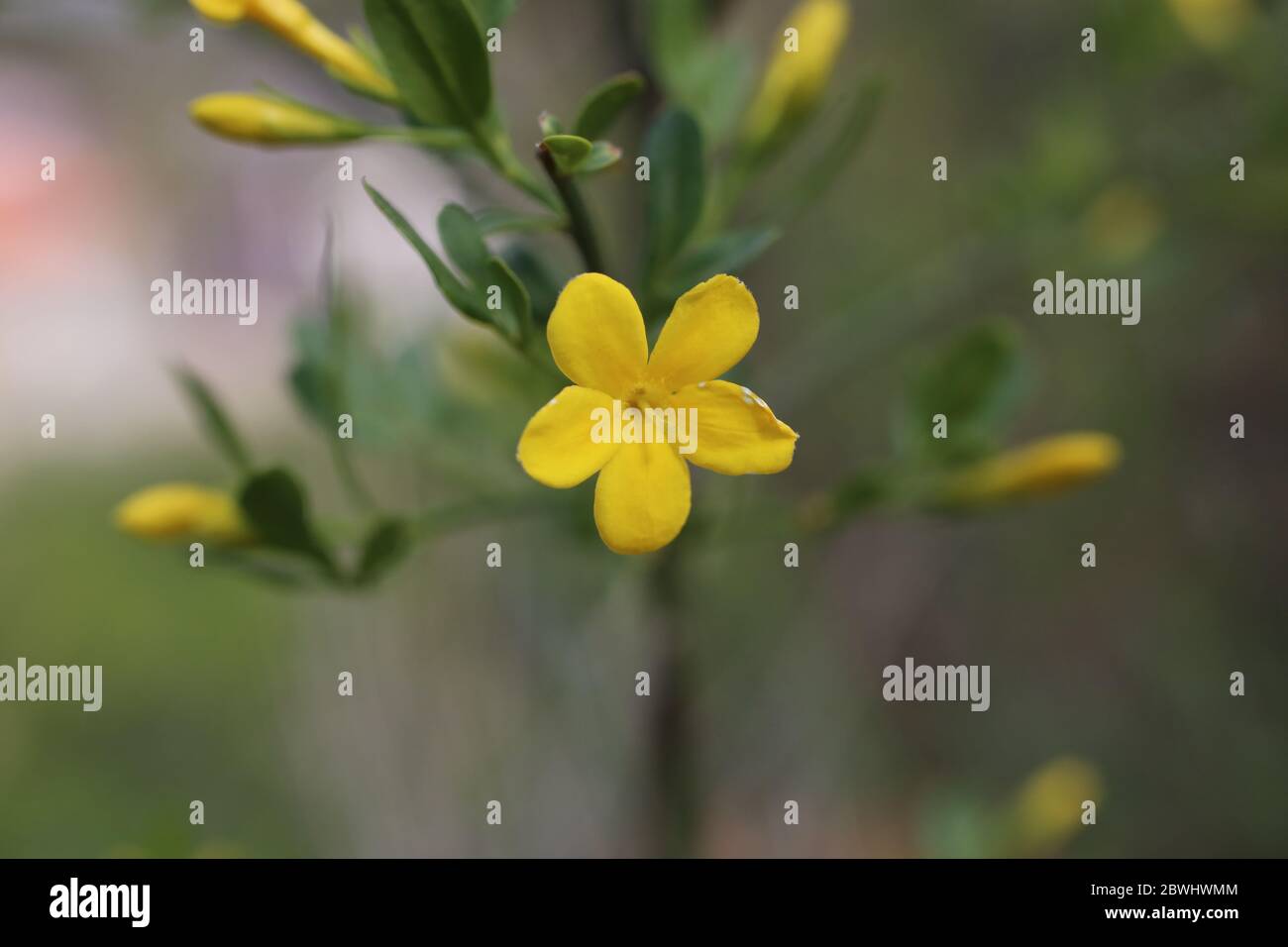 Jasminum fruticans, Wild Jasmine. Wild plant shot in the spring Stock ...