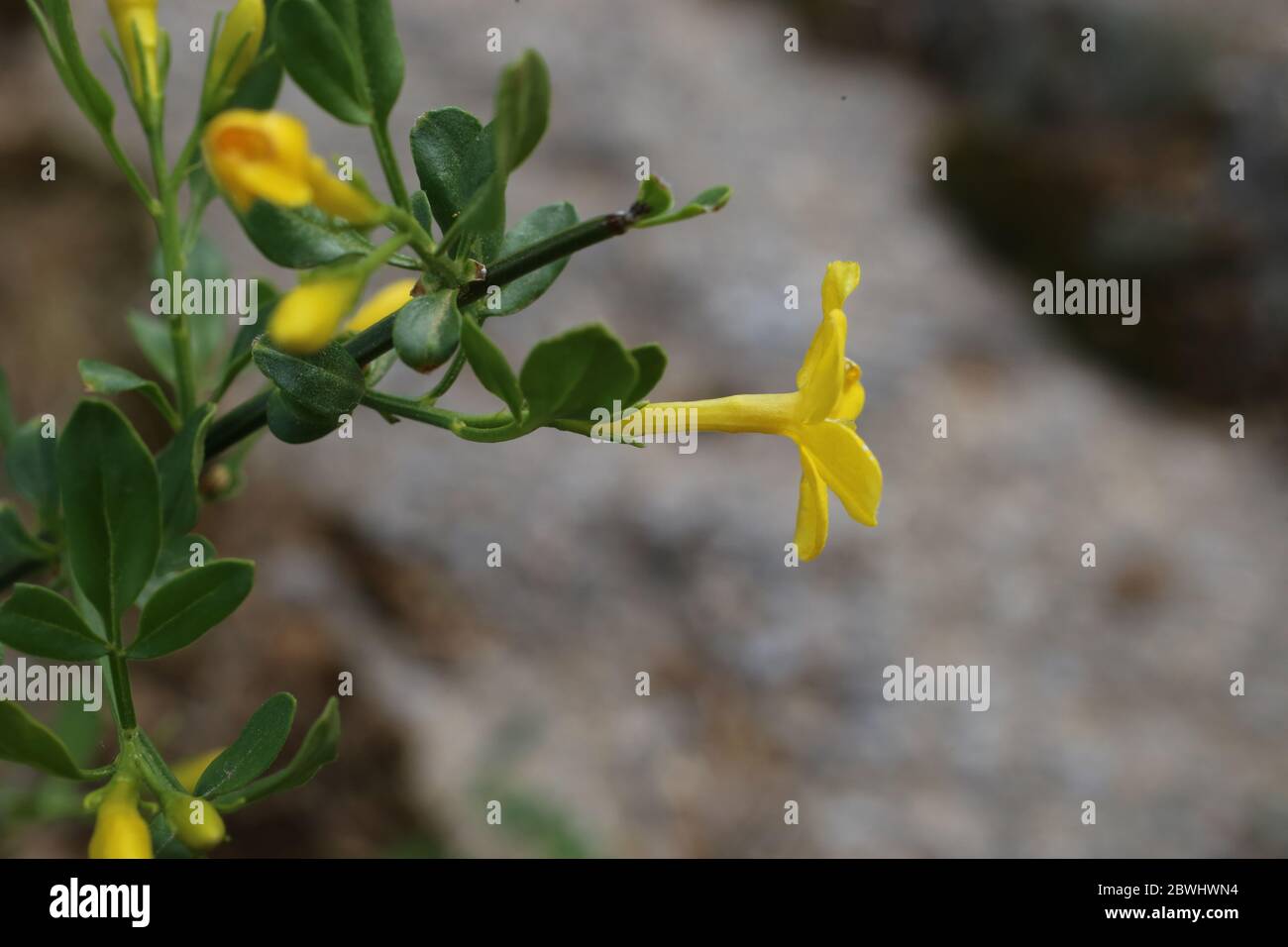Jasminum fruticans, Wild Jasmine. Wild plant shot in the spring Stock ...