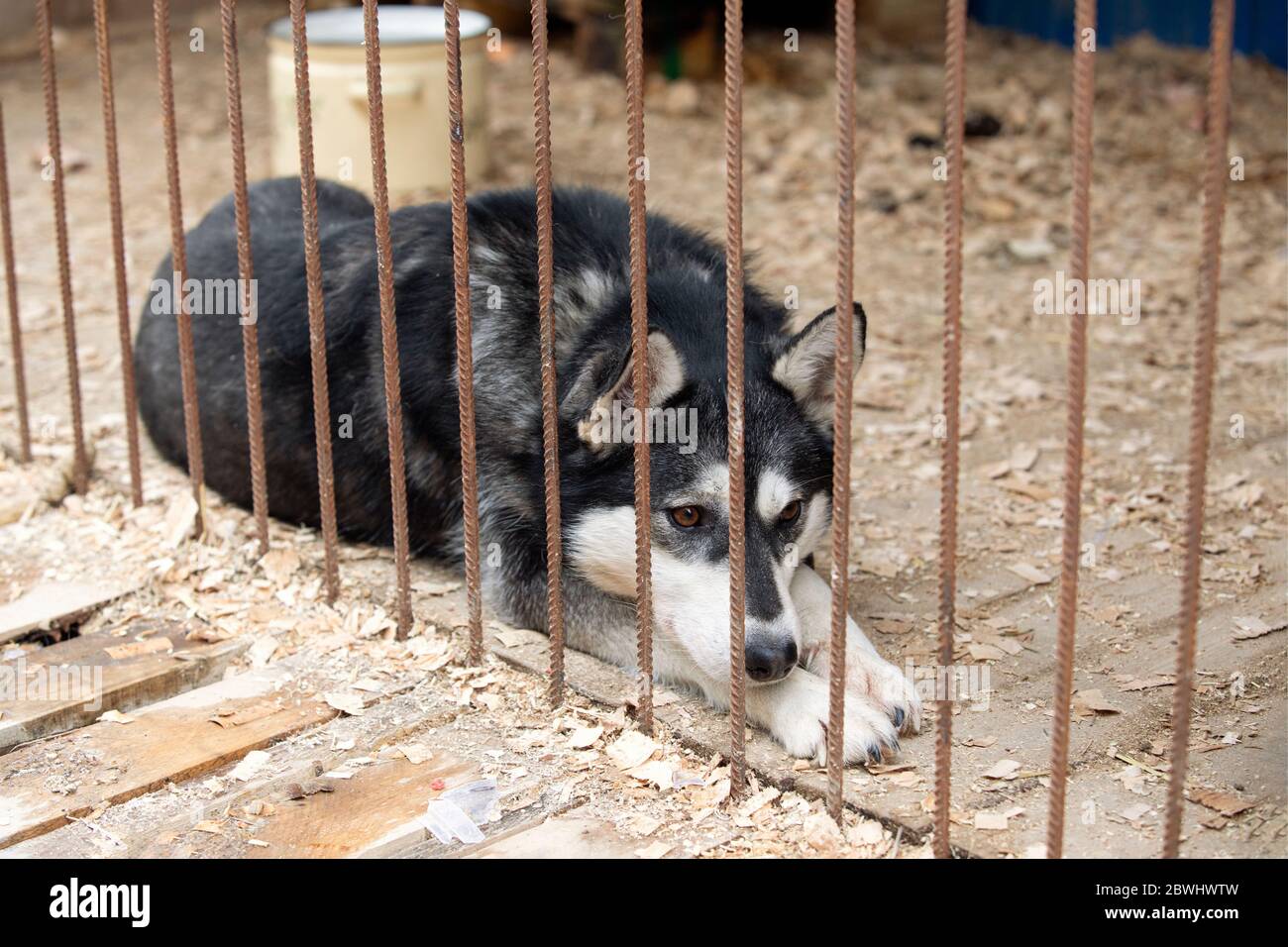 Dog behind net hi-res stock photography and images - Alamy