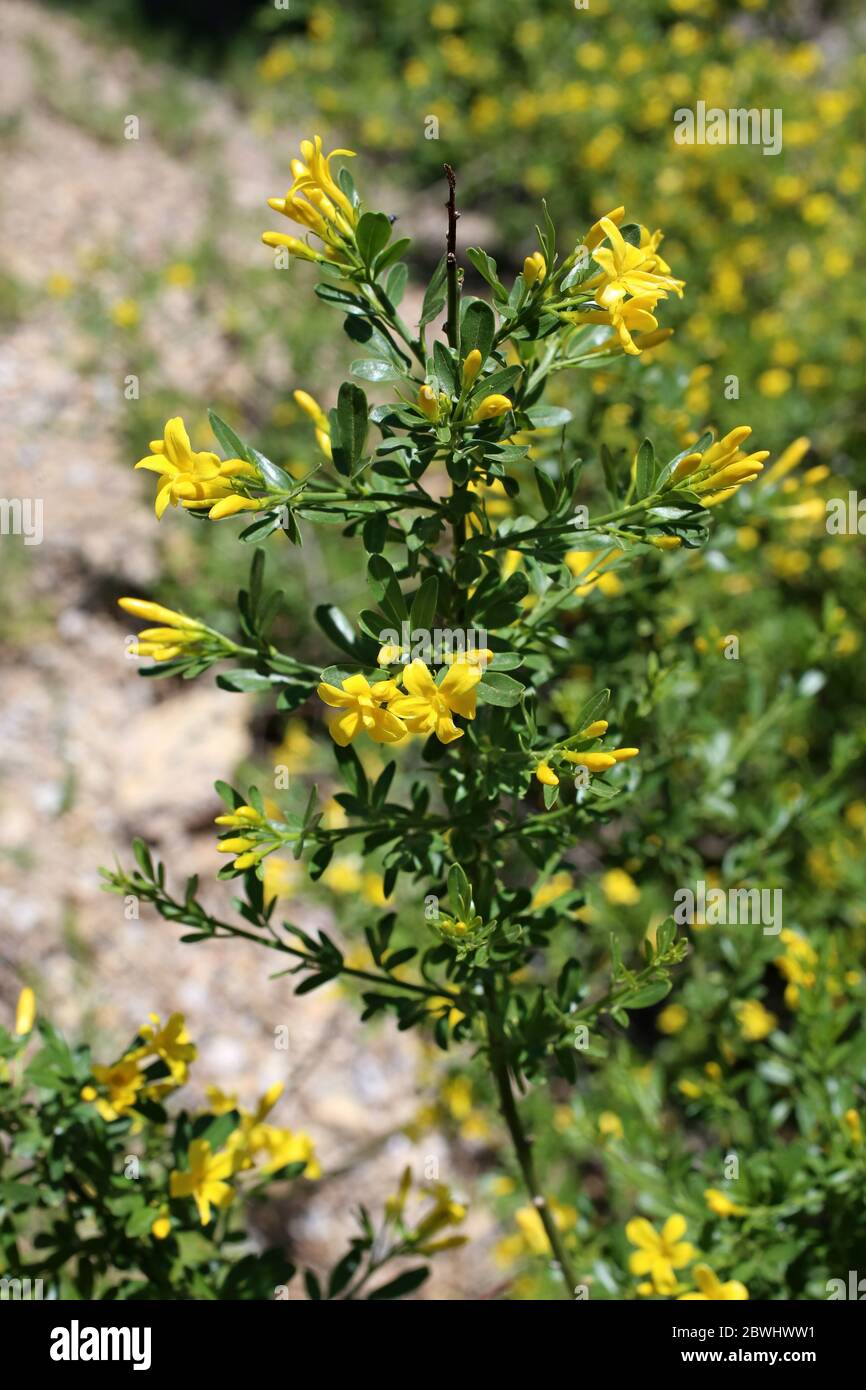 Wild jasmine hi-res stock photography and images - Alamy