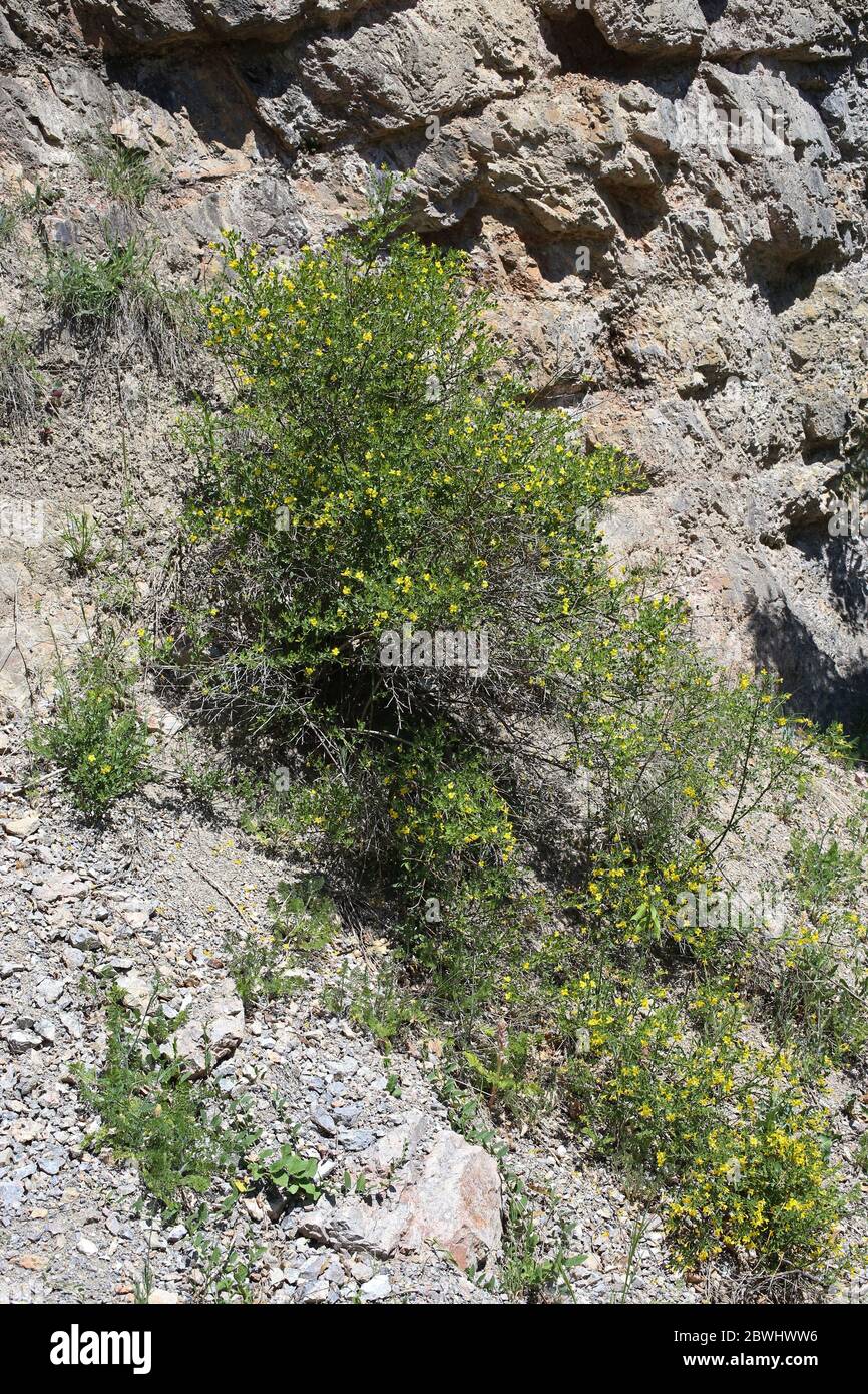 Jasminum fruticans, Wild Jasmine. Wild plant shot in the spring Stock ...