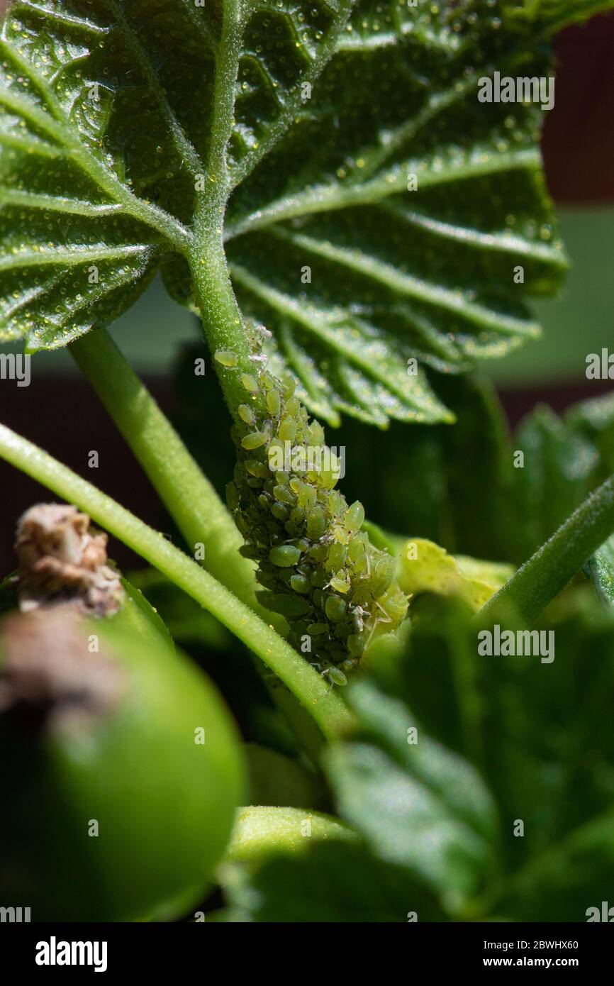 Sap sucking insects hi-res stock photography and images - Alamy