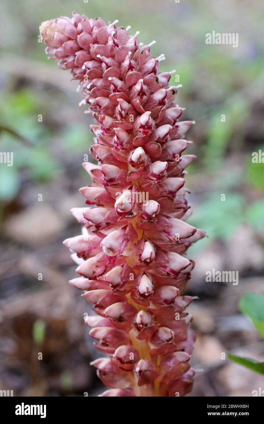 Lathraea rhodopea hi-res stock photography and images - Alamy