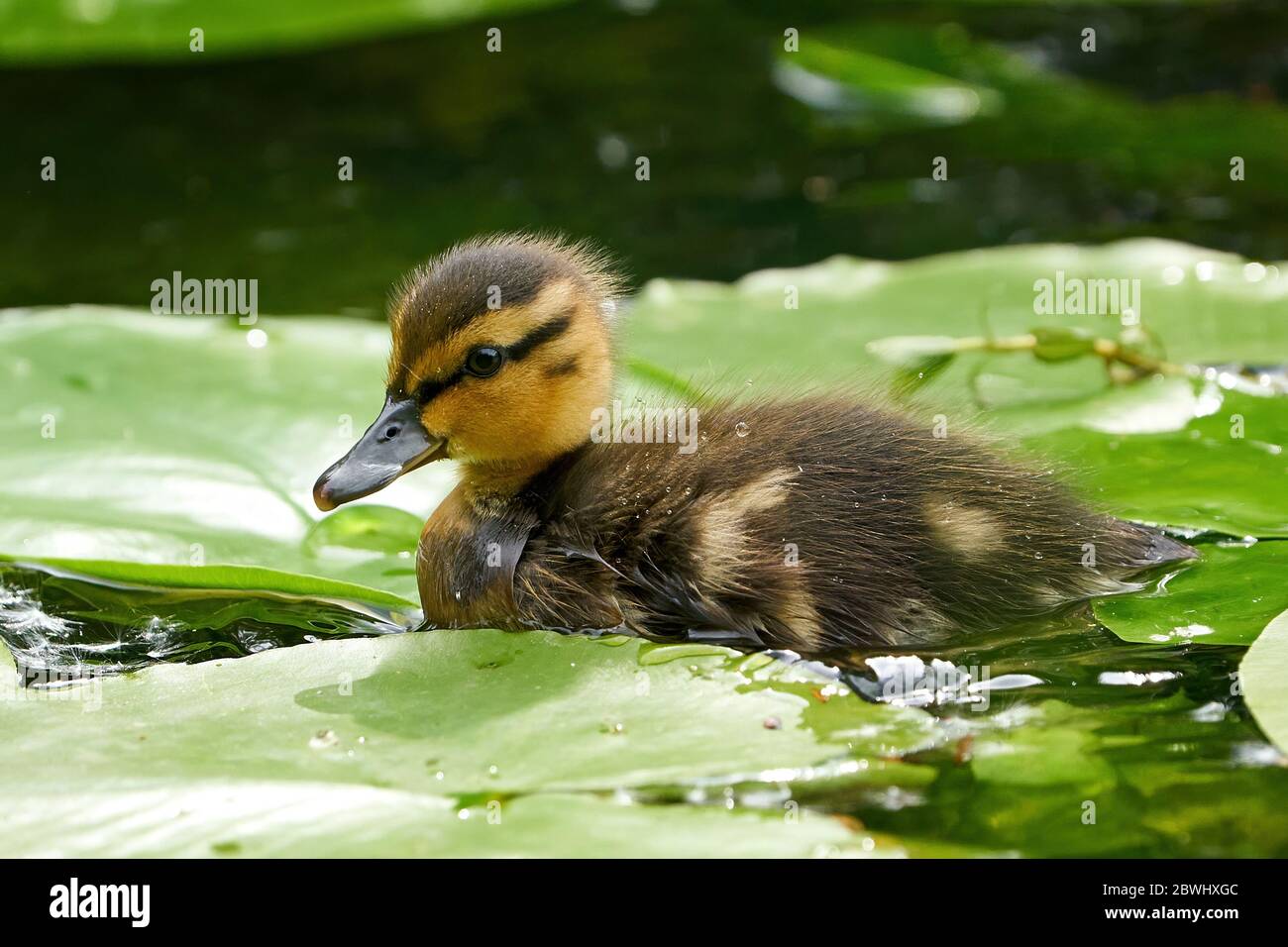Juvenile mallard hi-res stock photography and images - Alamy