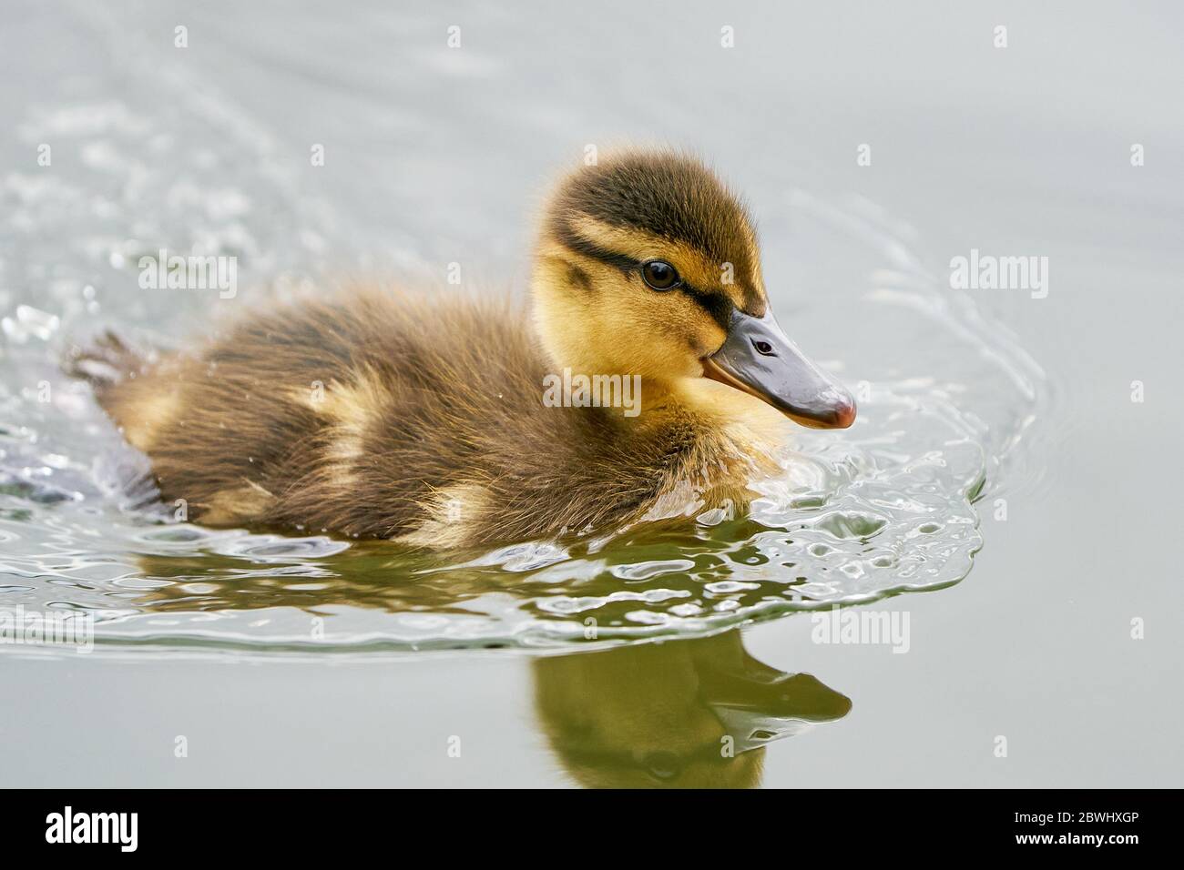 Juvenile mallard hi-res stock photography and images - Alamy