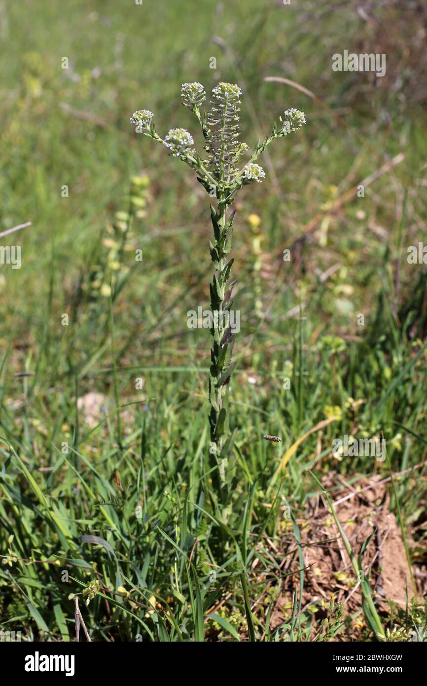 Lepidium campestre, Pepperwort. Wild plant shot in the spring Stock ...