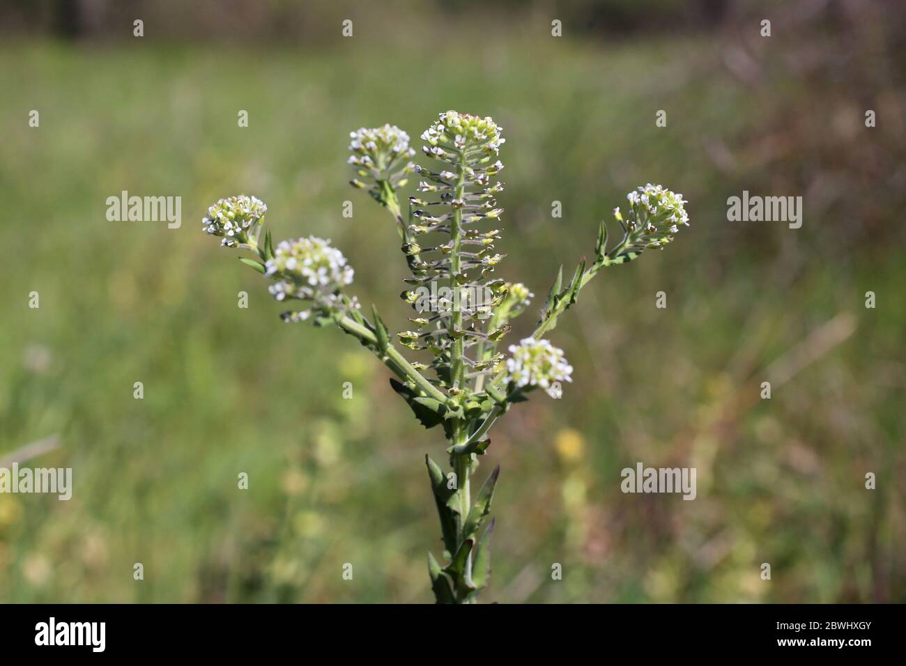 Lepidium flower hi-res stock photography and images - Alamy