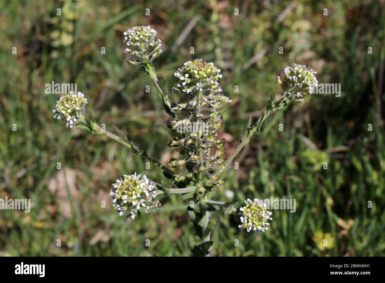 Lepidium campestre, Pepperwort. Wild plant shot in the spring Stock ...