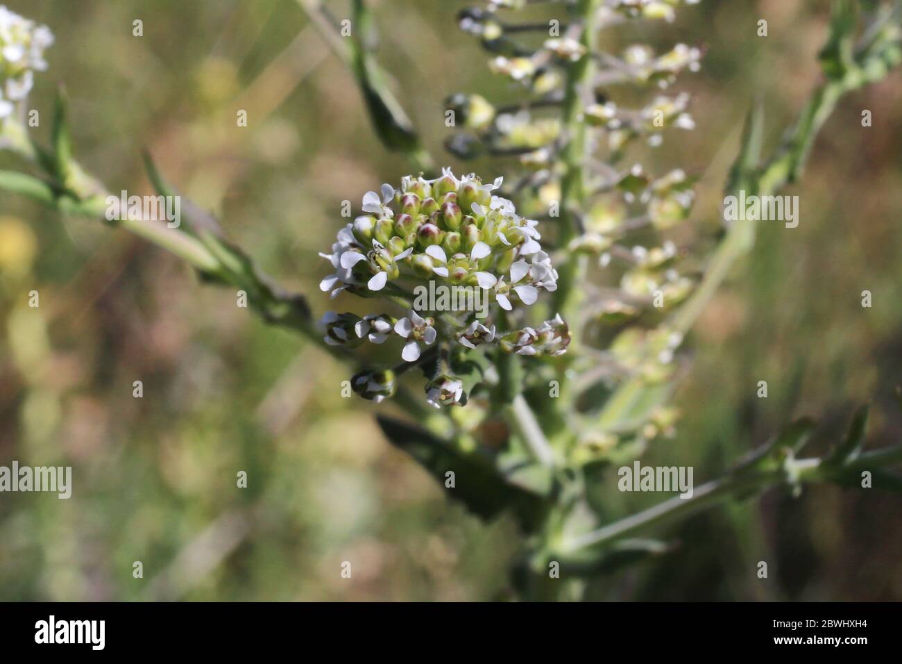Lepidium campestre, Pepperwort. Wild plant shot in the spring Stock ...