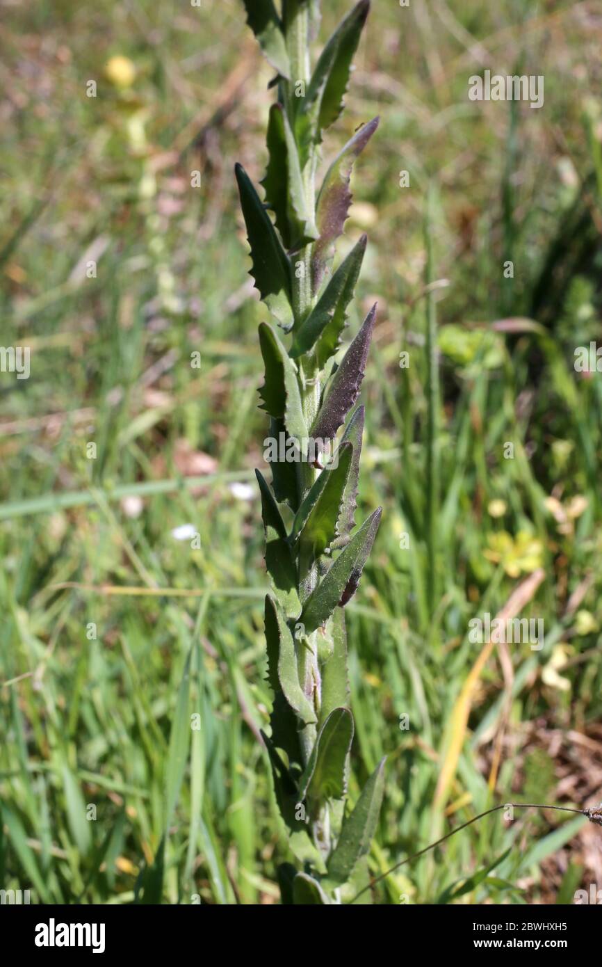 Lepidium campestre, Pepperwort. Wild plant shot in the spring Stock ...