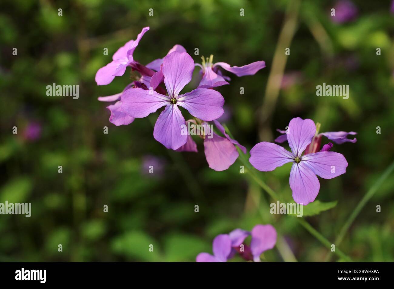 Lunaria annua, Satinflower. Wild plant shot in the spring Stock Photo ...