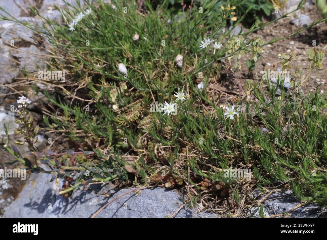 Minuartia glomerata, Caryophyllaceae. Wild plant shot in the spring ...