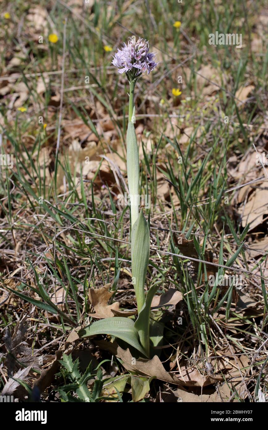 Neotinea tridentata, Toothed Orchid. Wild plant shot in the spring ...