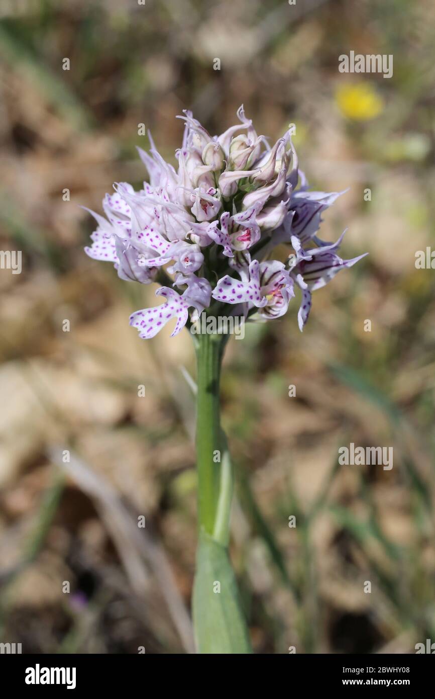 Wild orchid neotinea tridentata hi-res stock photography and images - Alamy