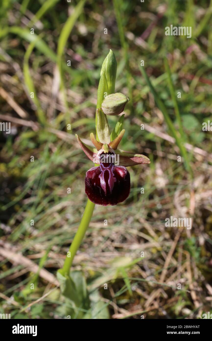 Ophrys mammosa, Early Spider Orchid. Wild plant shot in the spring ...