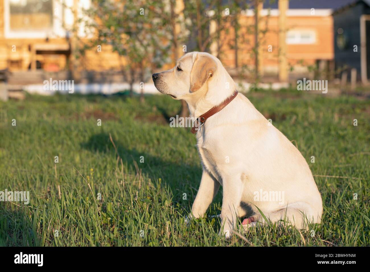 Labrador retriever smile puppy garden hi-res stock photography and ...