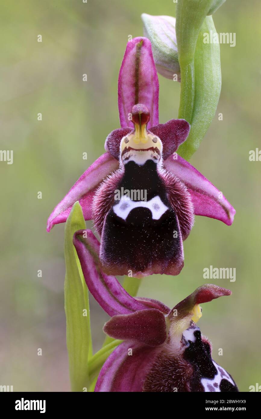Ophrys reinholdii, Eyed Bee Orchid. Wild plant shot in the spring Stock ...