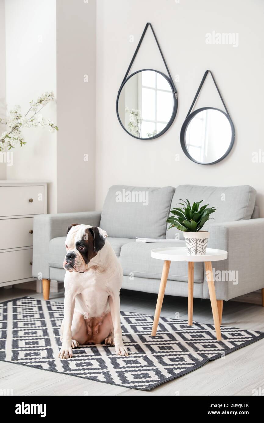 Cute dog in stylish interior of living room Stock Photo - Alamy