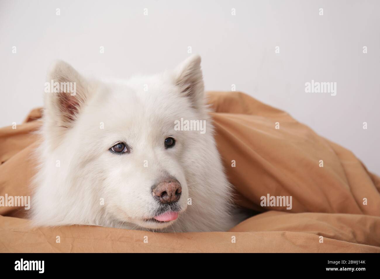 Cute samoyed dog with plaid at home Stock Photo - Alamy