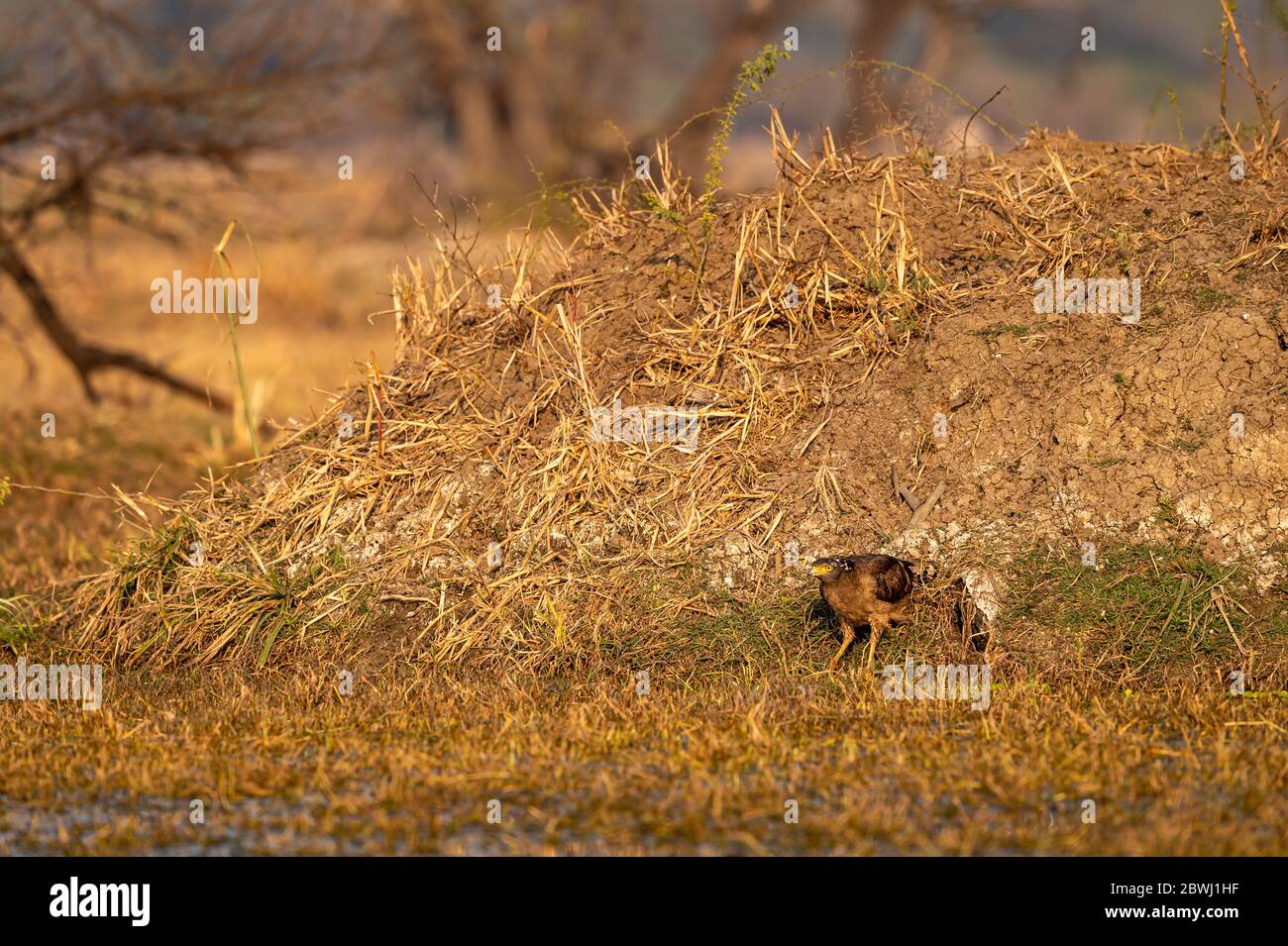Snake migration hi-res stock photography and images - Alamy