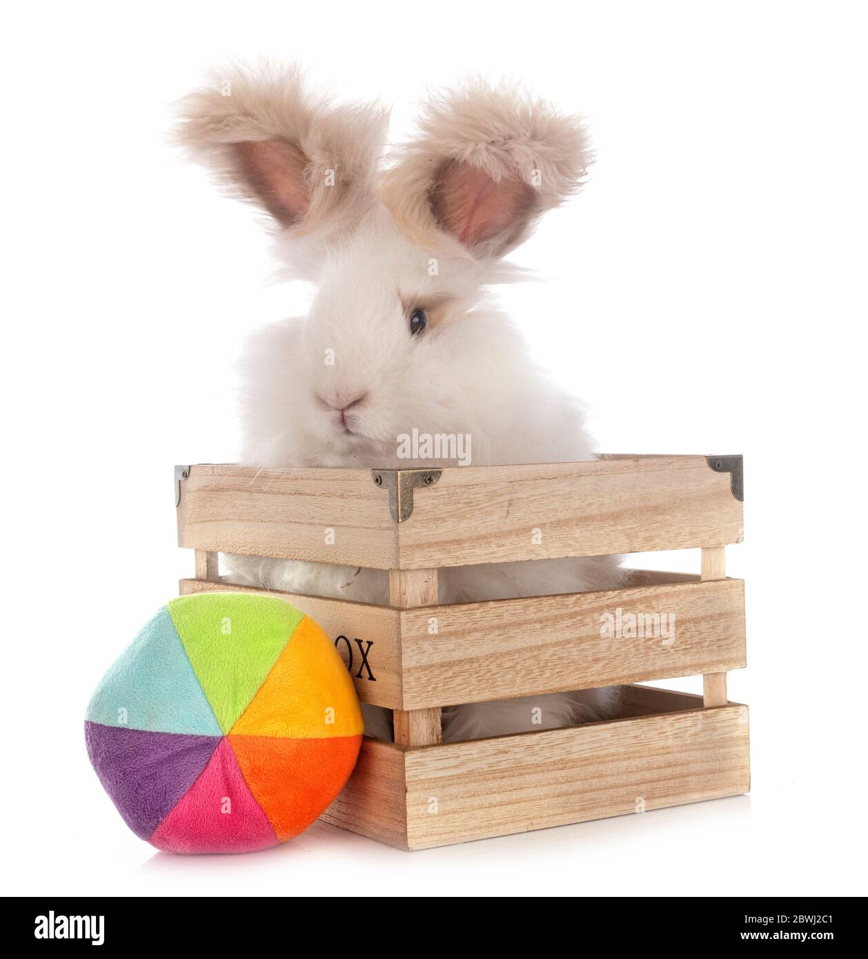 English Angora in front of white background Stock Photo - Alamy