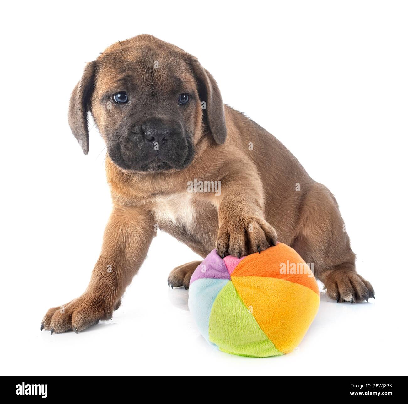 puppy italian mastiff in front of white background Stock Photo - Alamy