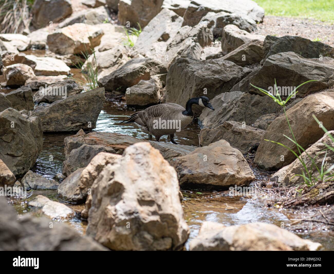 Little Brook High Resolution Stock Photography and Images - Alamy