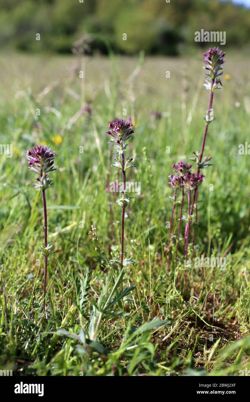 Parentucellia latifolia, Yellow Bartsia. Wild plant shot in the spring ...