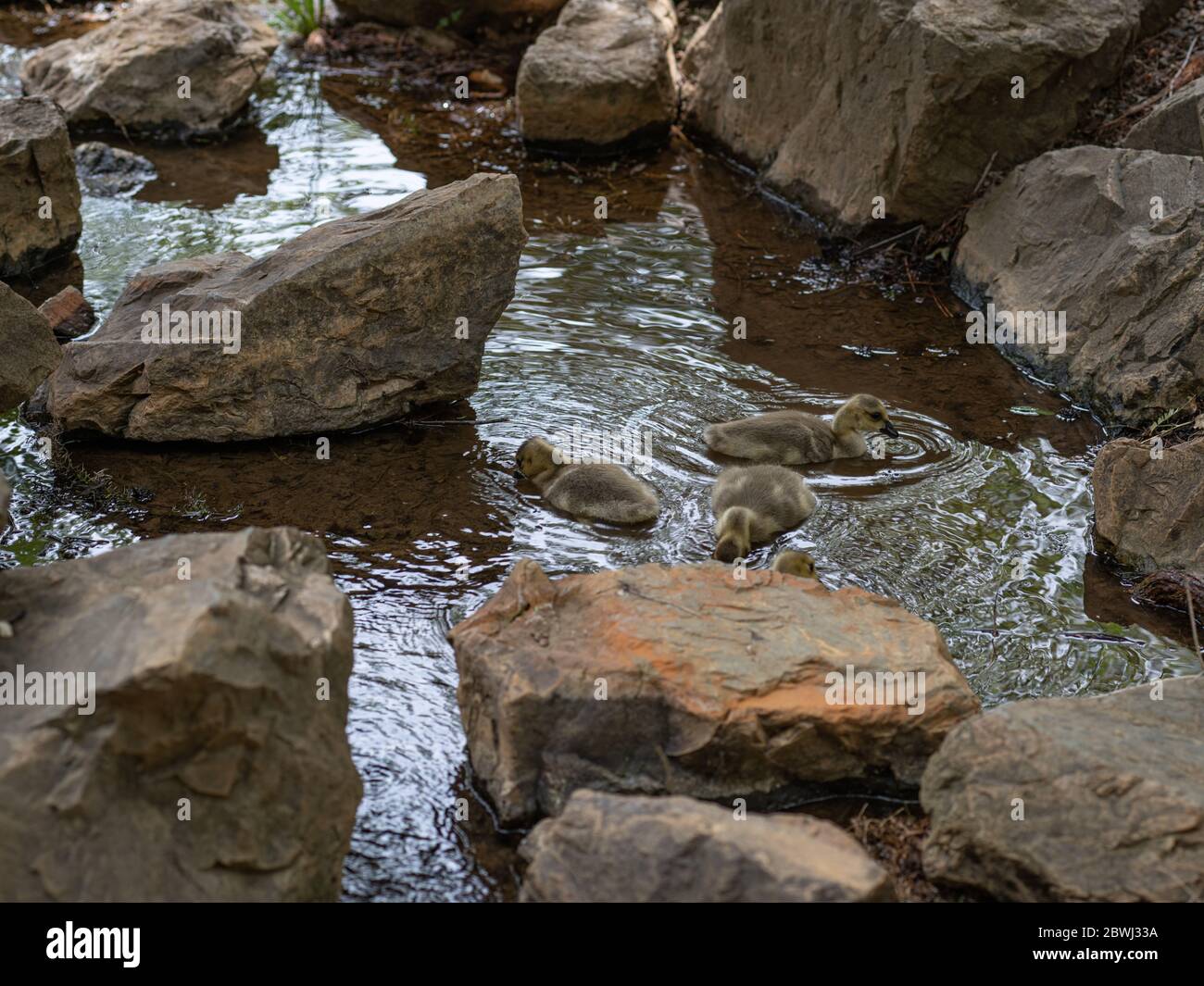 Little brook hi-res stock photography and images - Alamy