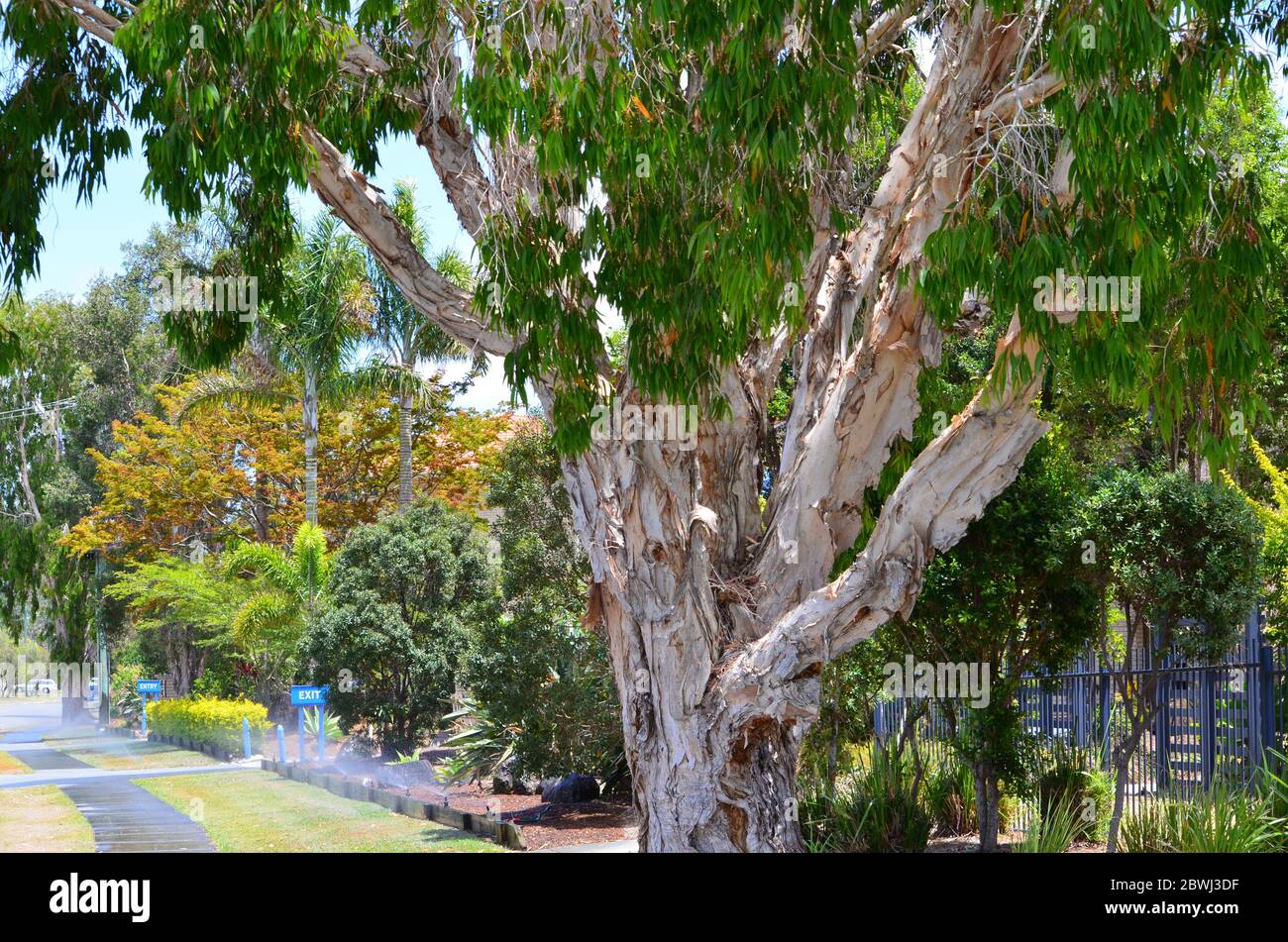 Australia Paper bark Tree Stock Photo - Alamy