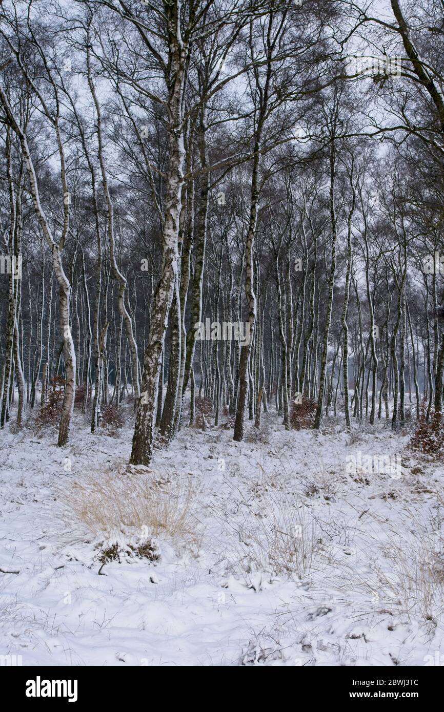 Snow in birch forest in National Park de Hoge Veluwe in the Netherlands ...