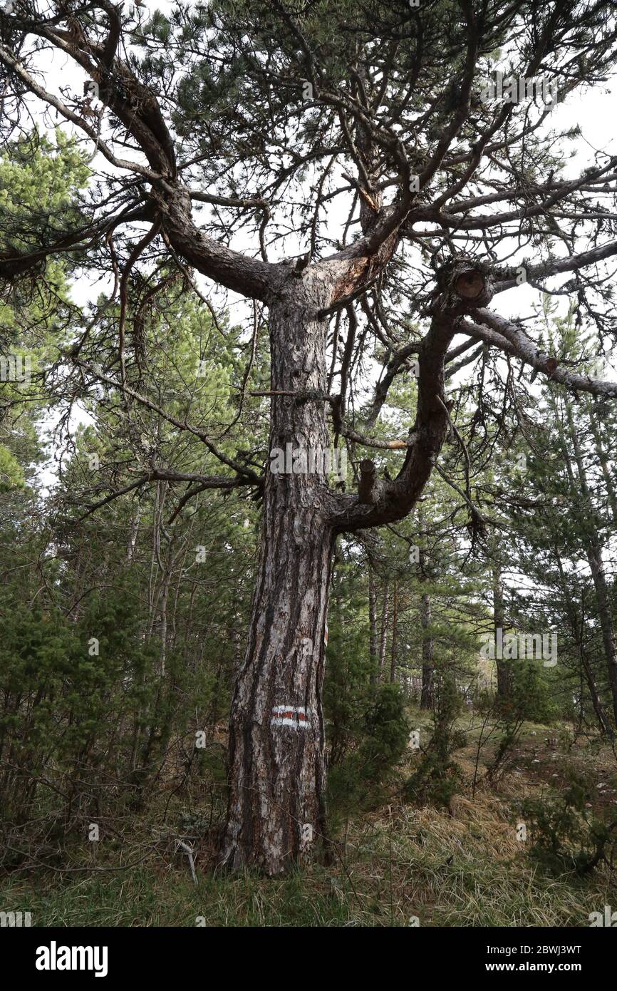 Austrian pine hi-res stock photography and images - Alamy