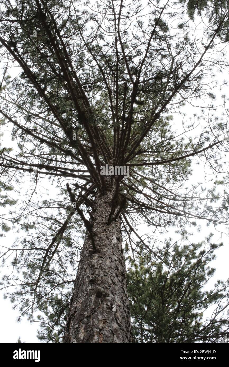 Austrian pine hi-res stock photography and images - Alamy