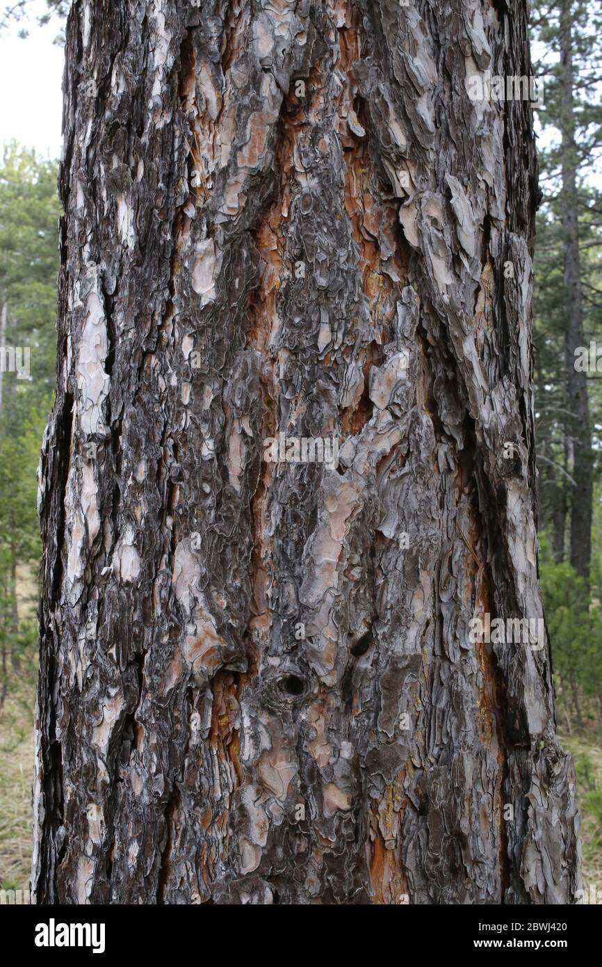 Austrian pine hi-res stock photography and images - Alamy