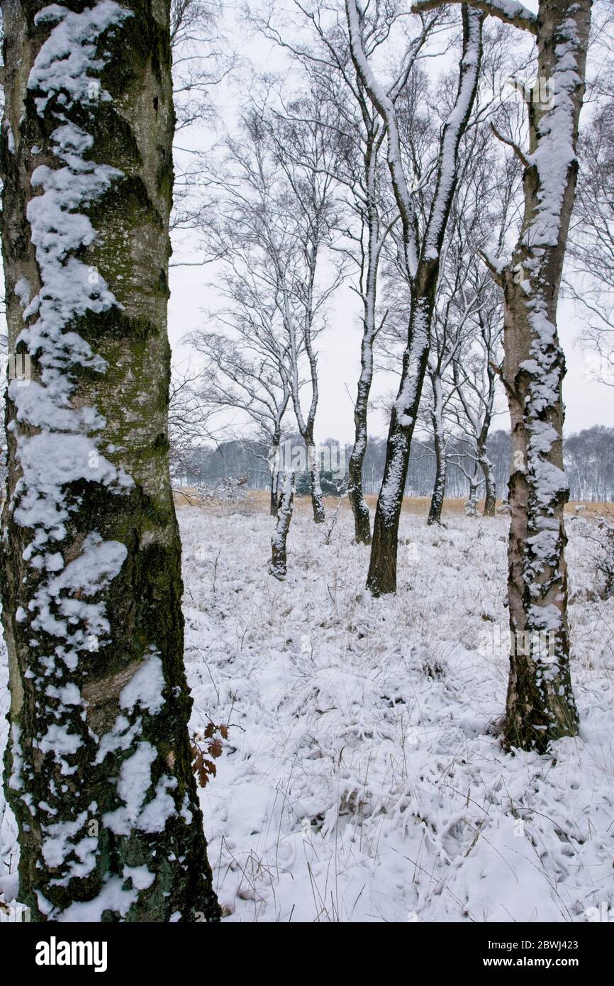 Snow in birch forest in National Park de Hoge Veluwe in the Netherlands ...