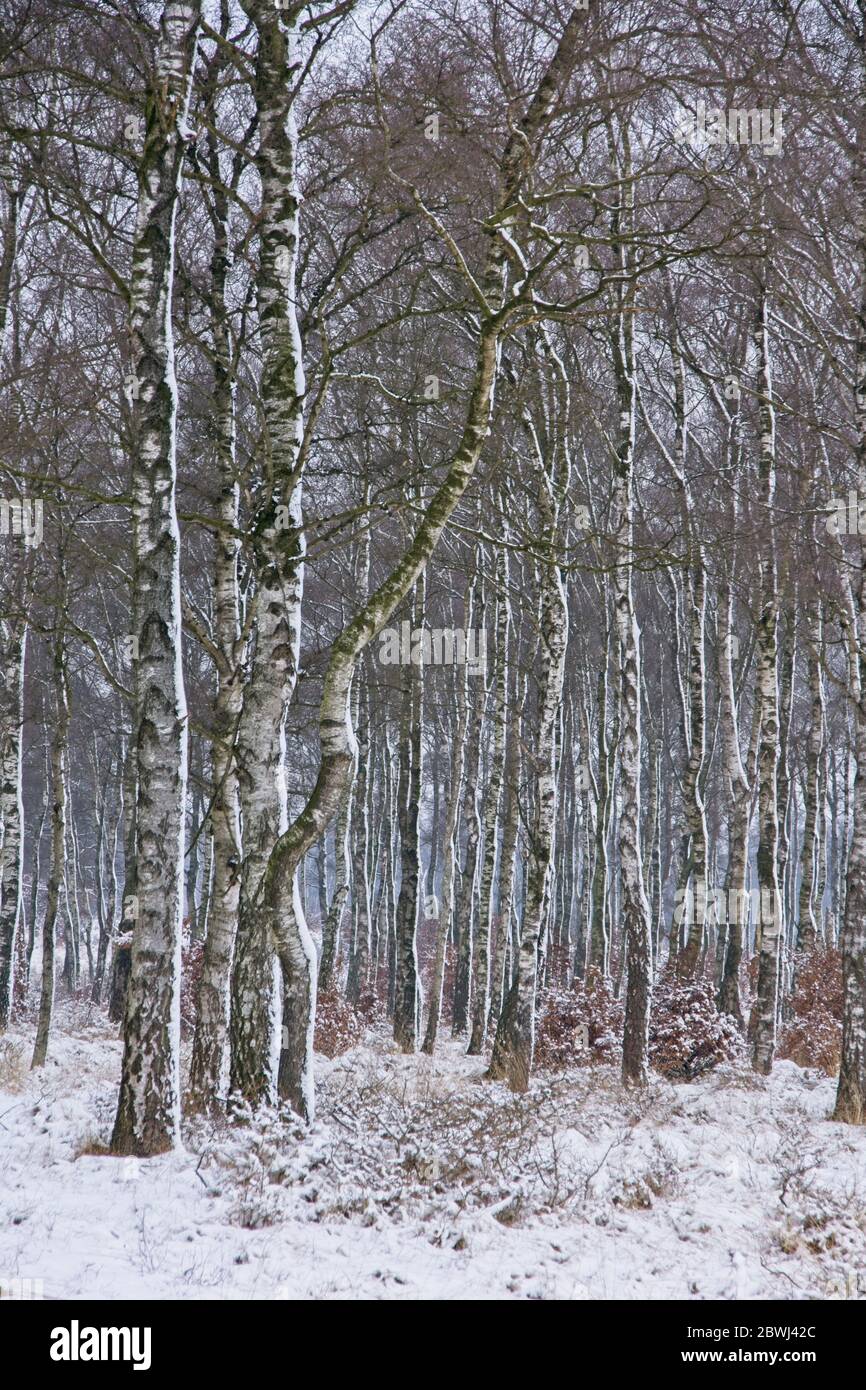 Snow in birch forest in National Park de Hoge Veluwe in the Netherlands ...