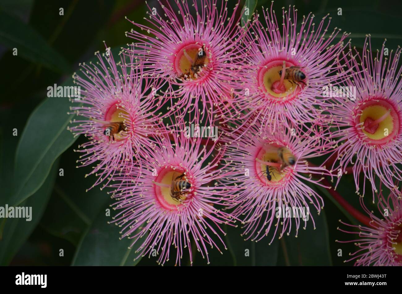 Australian Bush Flowers Stock Photo - Alamy