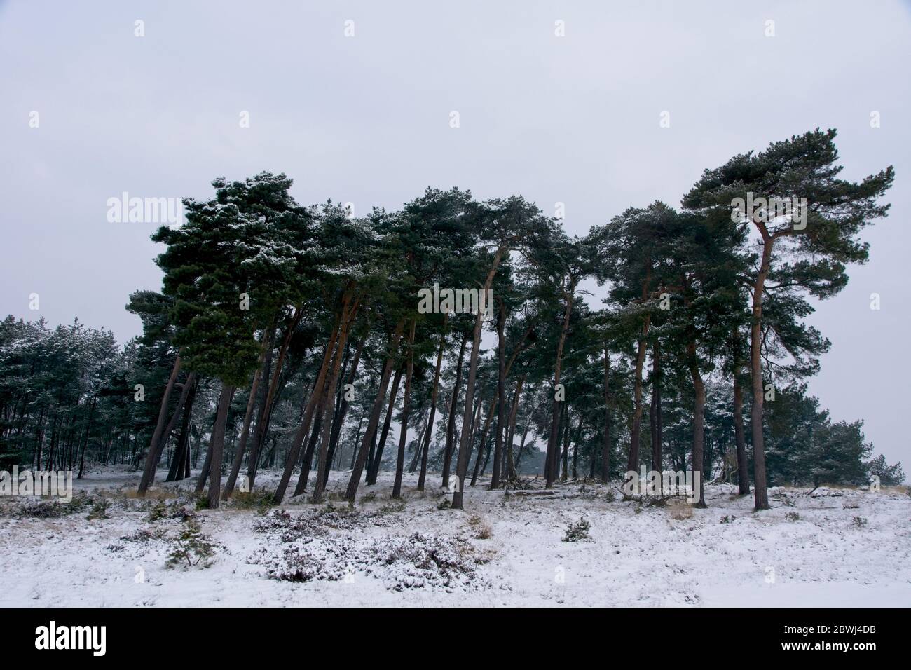 Snow on pine tree in National Park de Hoge Veluwe in the Netherlands ...