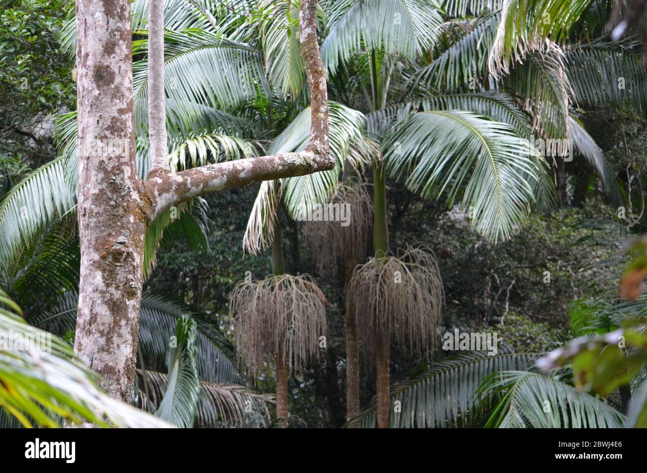 Tallebudgera hi-res stock photography and images - Alamy