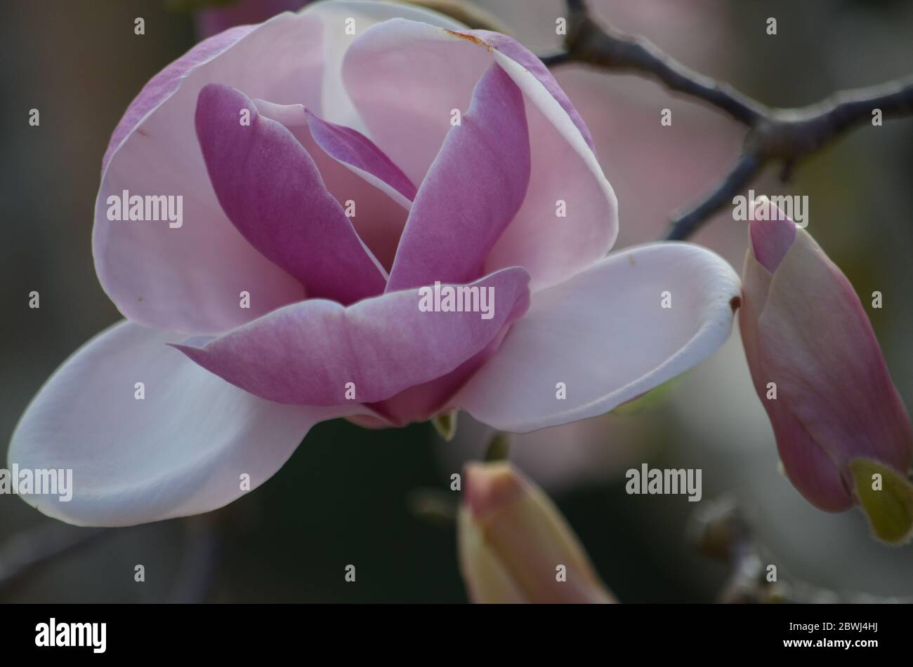 Magnolia tree garden australia hi-res stock photography and images - Alamy