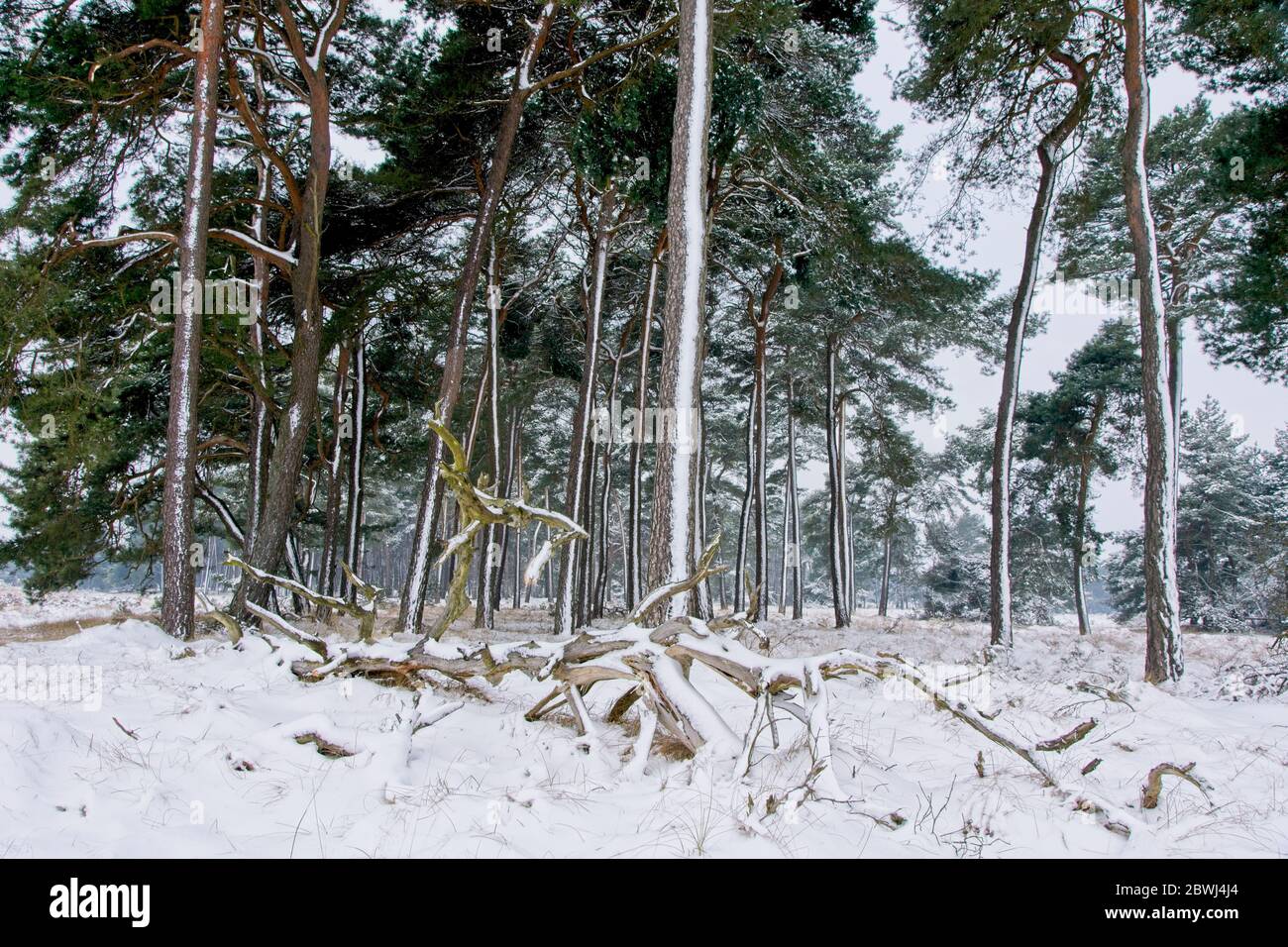 Snow on pine tree in National Park de Hoge Veluwe in the Netherlands ...