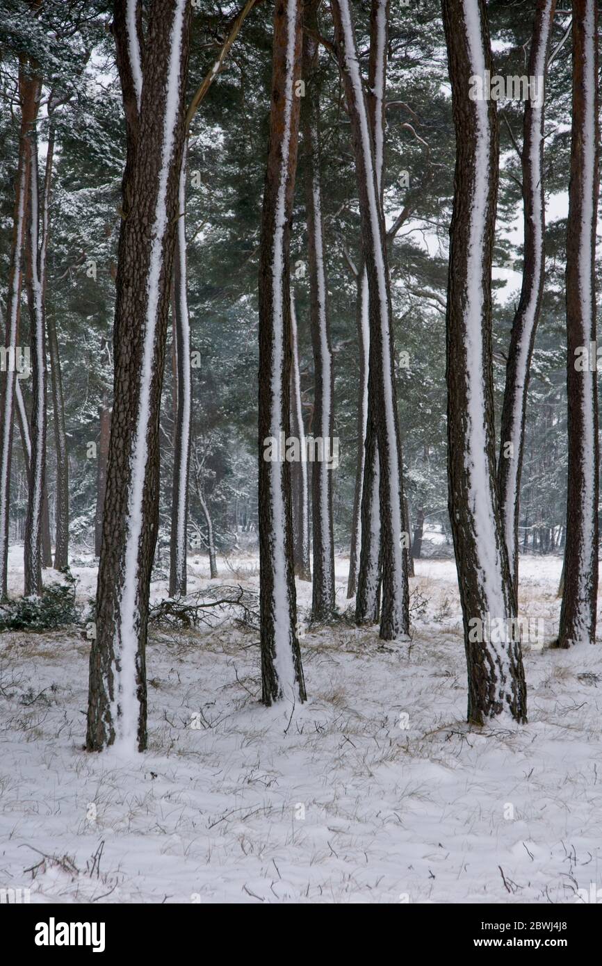 Snow on pine tree in National Park de Hoge Veluwe in the Netherlands ...