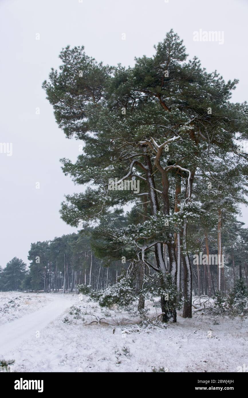 Snow on pine tree in National Park de Hoge Veluwe in the Netherlands ...