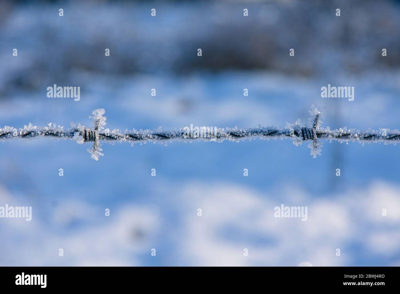 Ice crystals on barbed wire Stock Photo - Alamy