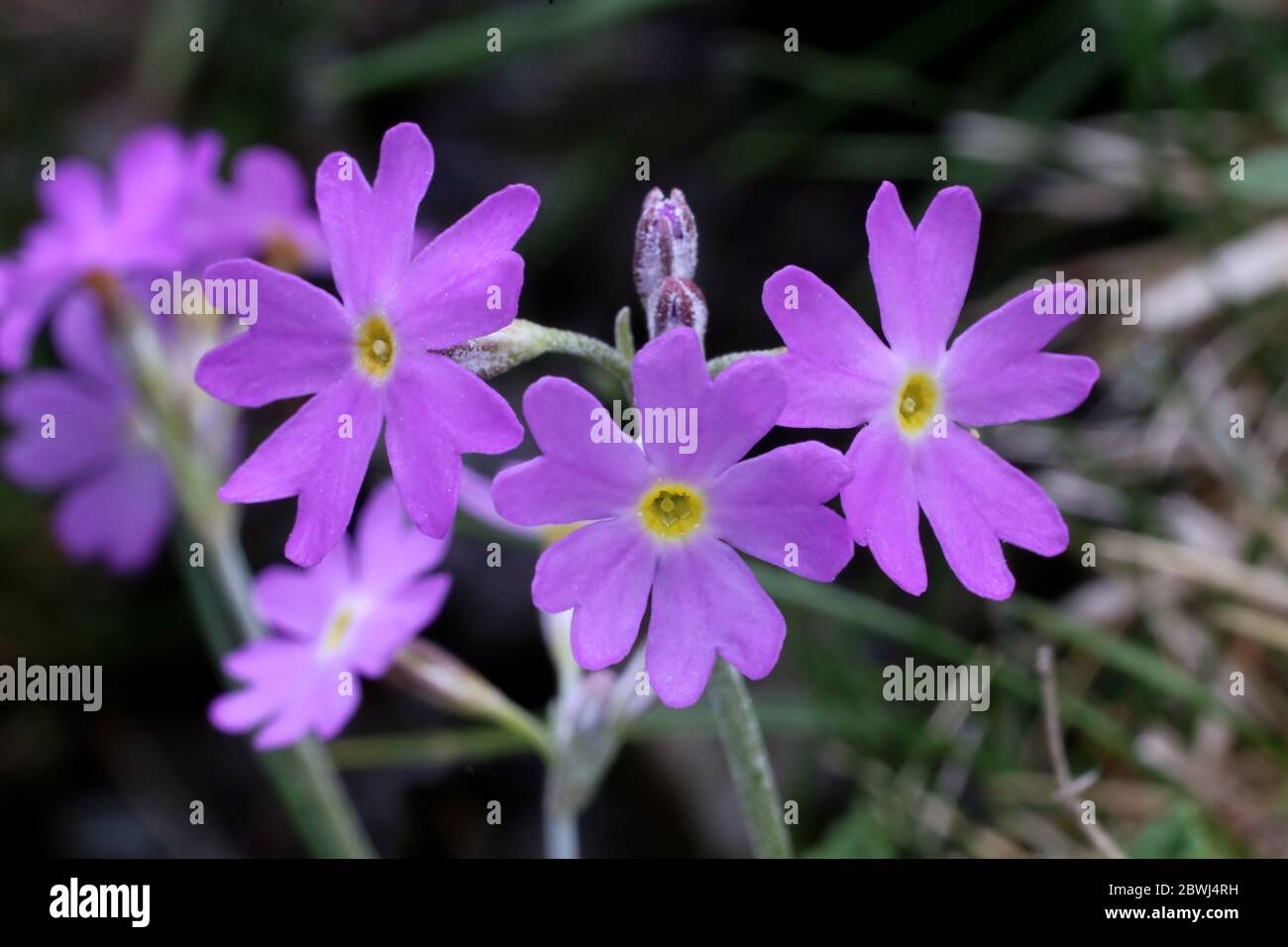Primula frondosa hi-res stock photography and images - Alamy