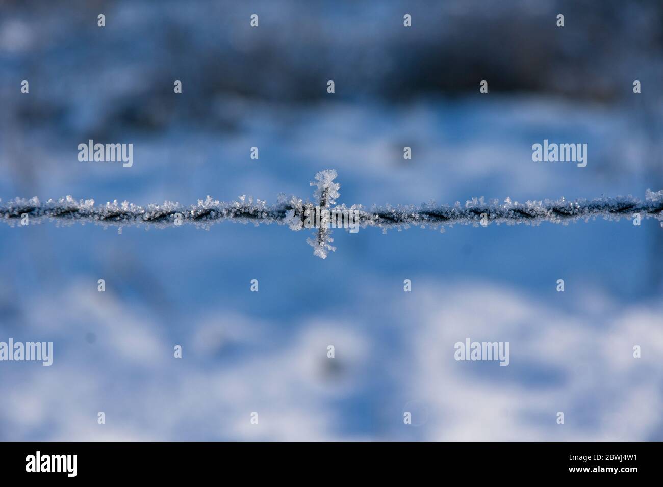 Ice crystals on barbed wire Stock Photo - Alamy