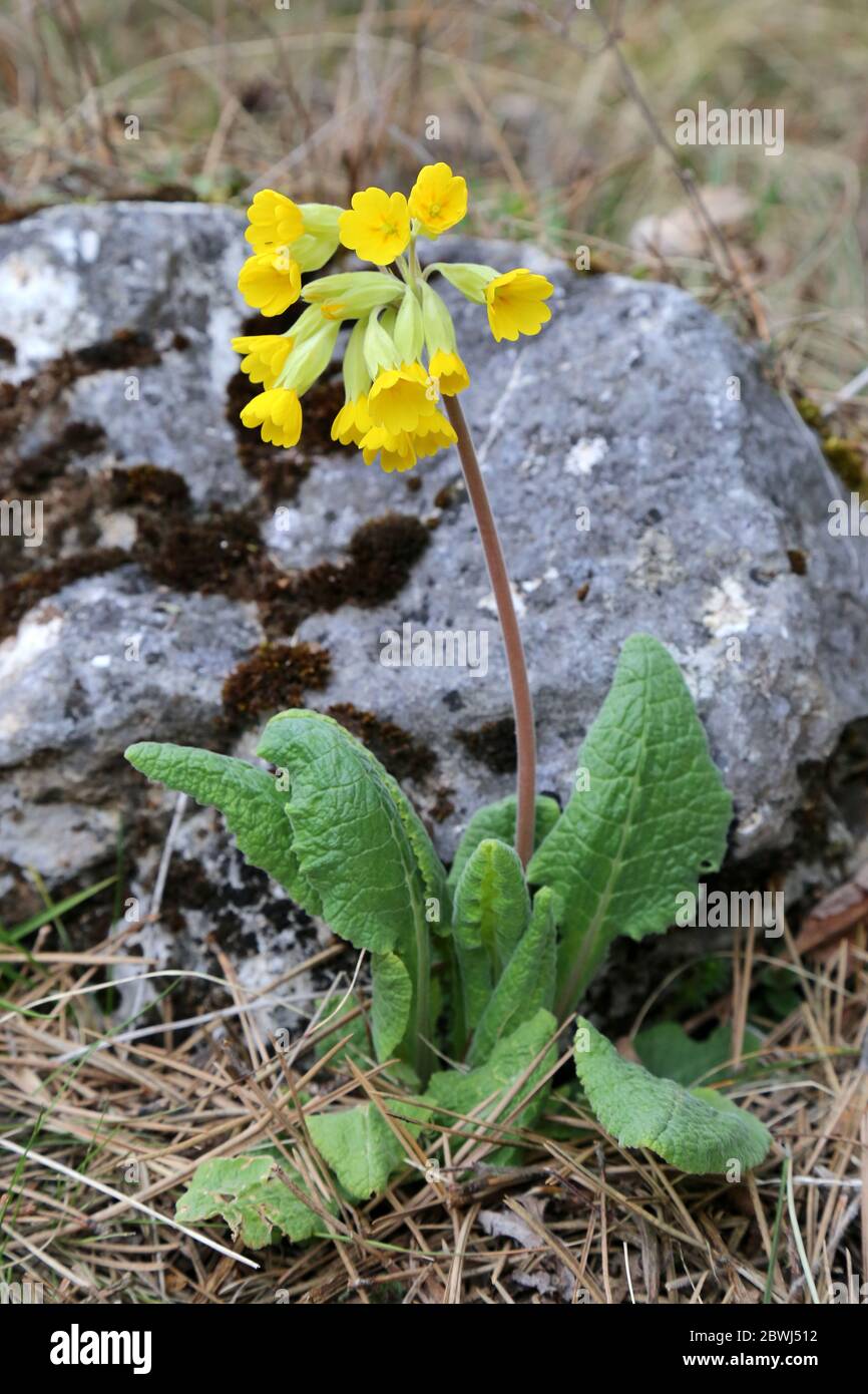 Primula veris, Cowslip. Wild plant shot in the spring Stock Photo - Alamy